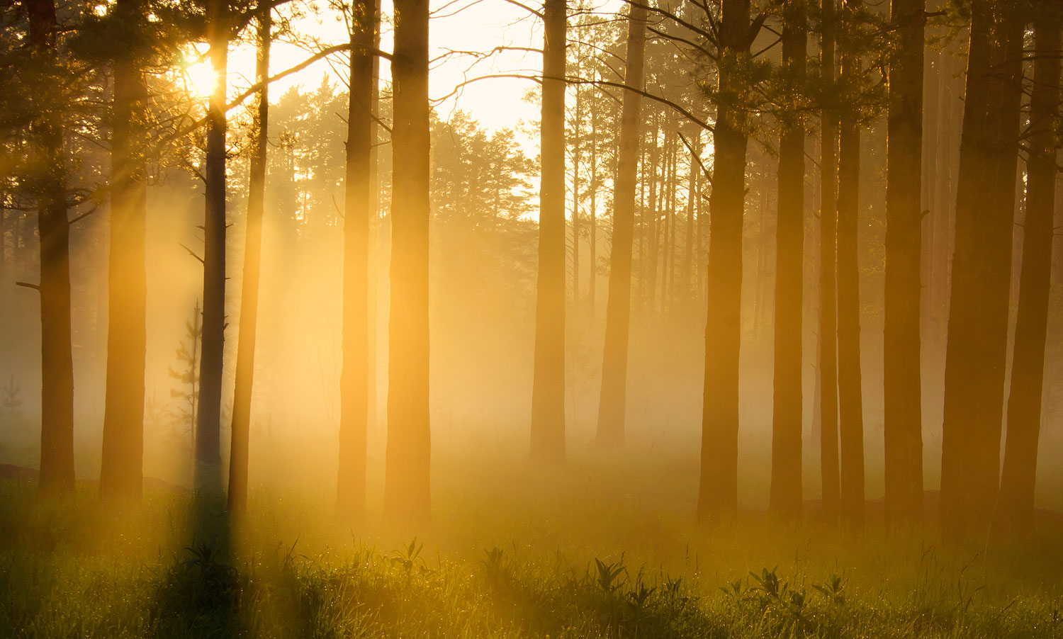 Three Poems by Robert Wrigley - Terrain.org