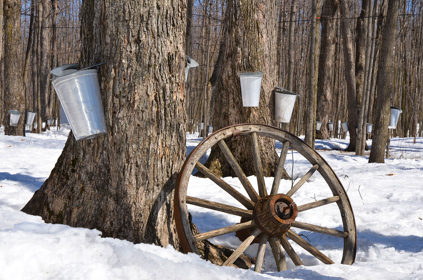 Maple Syrup Season - Terrain.org