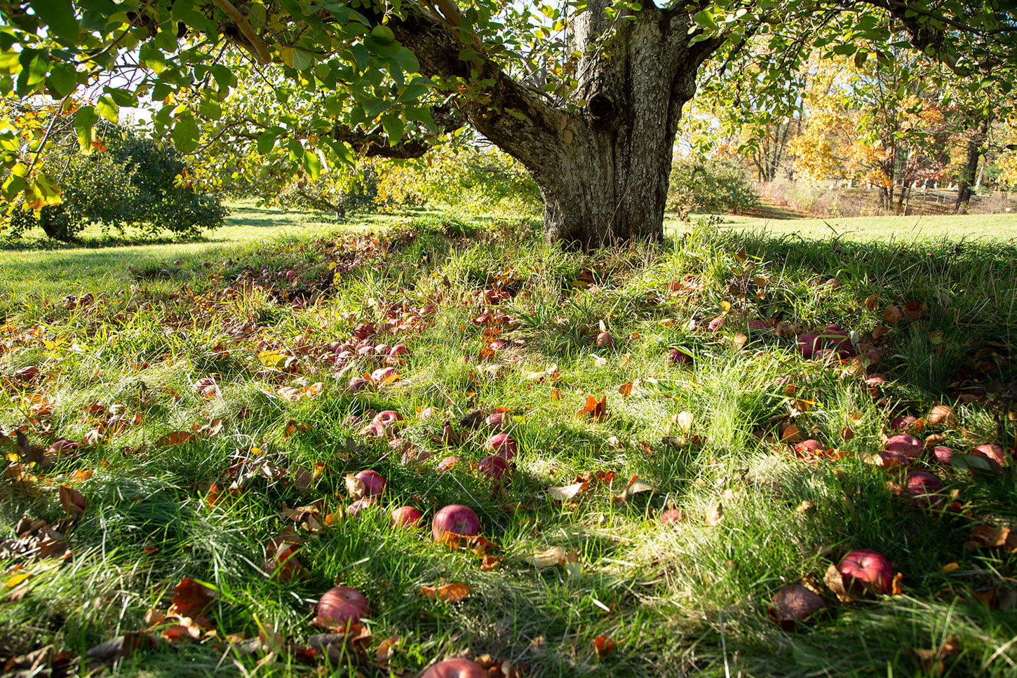 Wild Apple - Terrain.org
