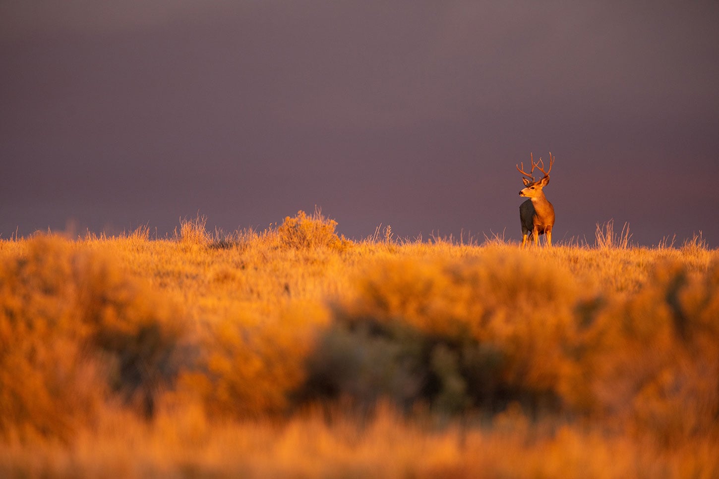 In the Rut - Terrain.org